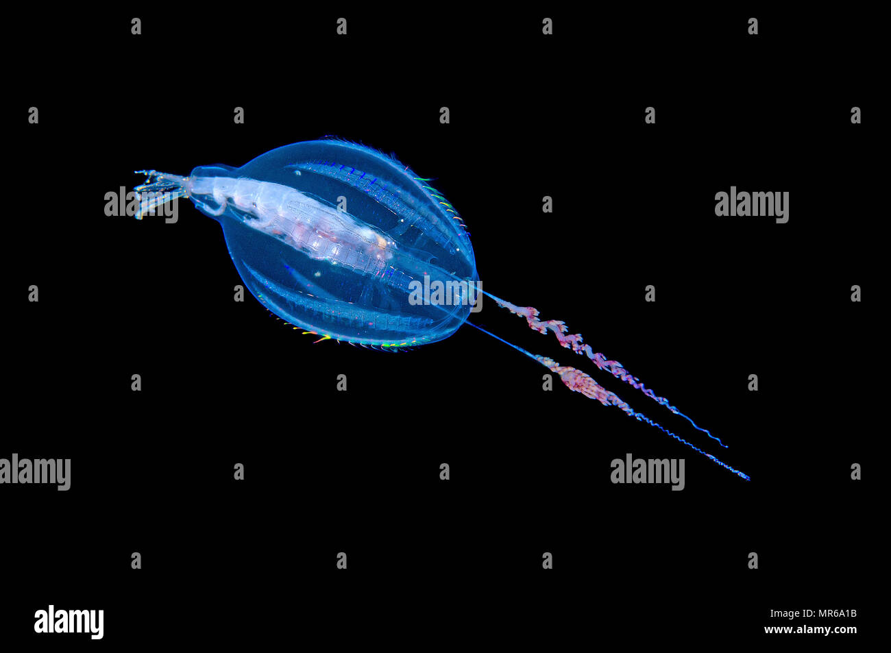 Meganyctiphanes High Resolution Stock Photography and Images - Alamy