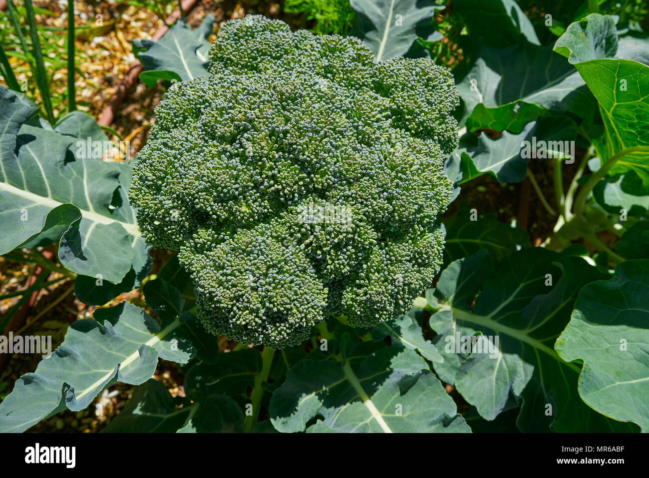 Broccoli plant in an organic orchard urban homestead Stock Photo - Alamy