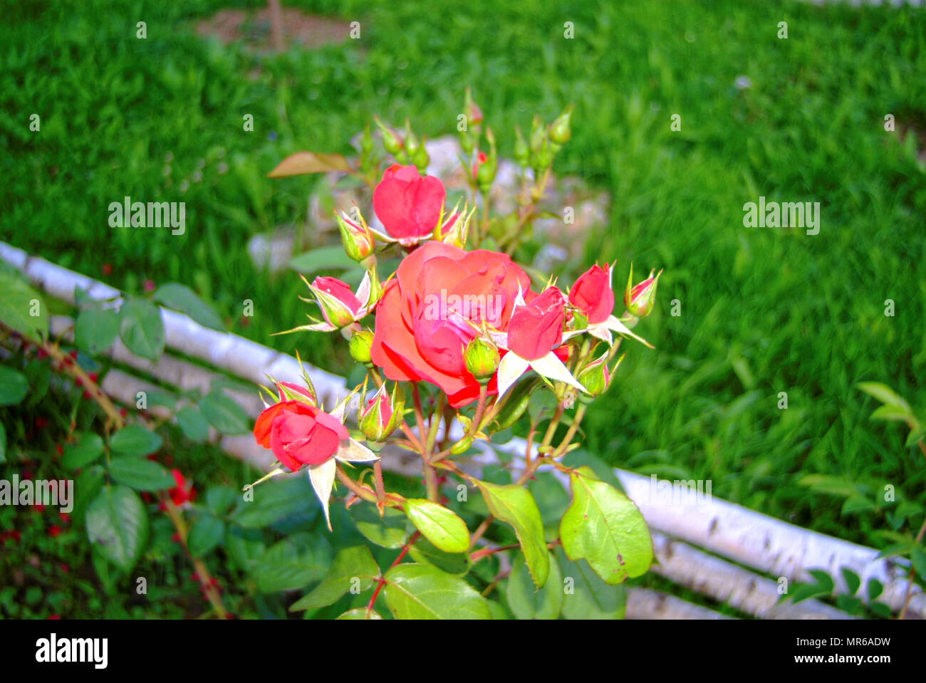 bright red tea roses in the garden, Russia Stock Photo - Alamy