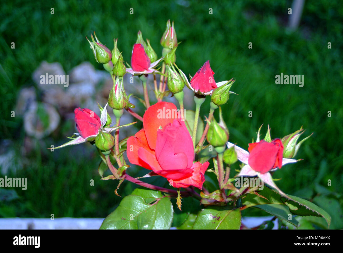 bright red tea roses in the garden, Russia Stock Photo - Alamy