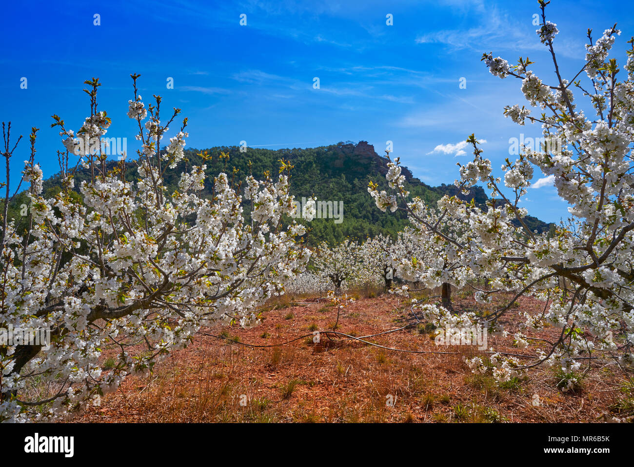 Serra calderona spain hi-res stock photography and images - Alamy