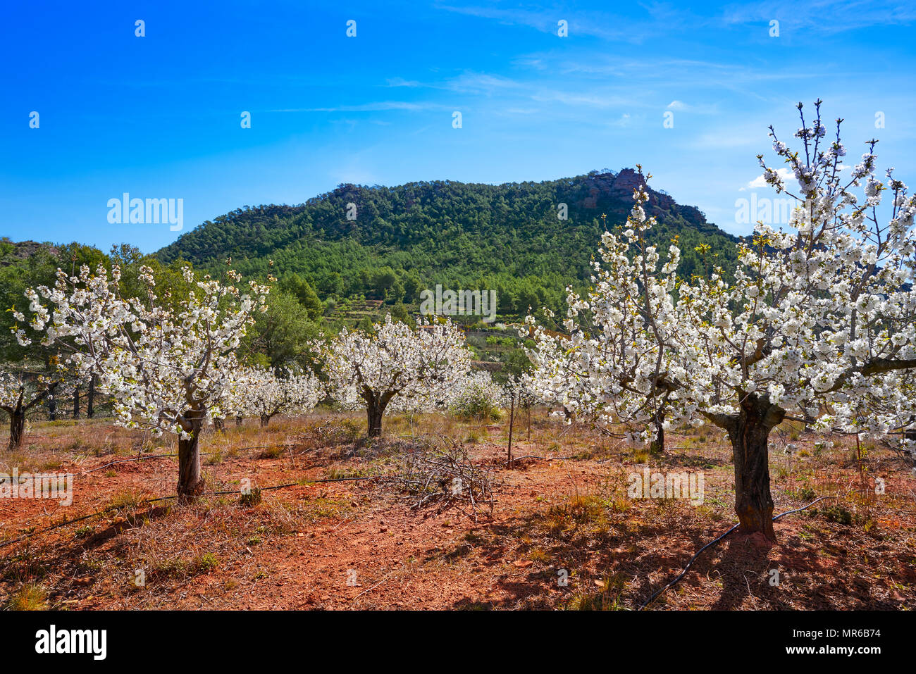 Serra calderona spain hi-res stock photography and images - Alamy