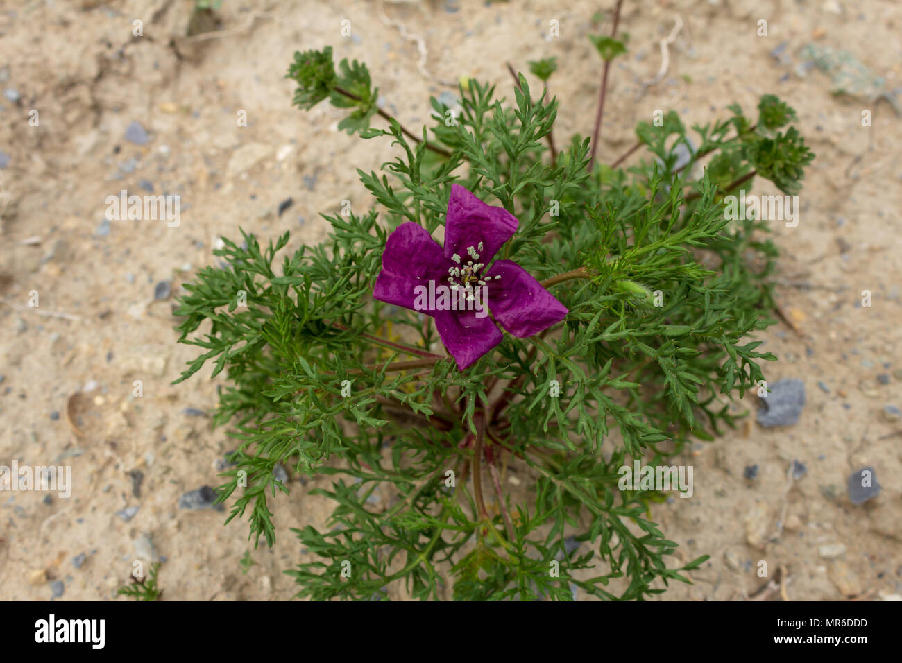 Roemeria Hybrida, Violet Horned-Poppy Flower Growing Wild Stock Photo ...