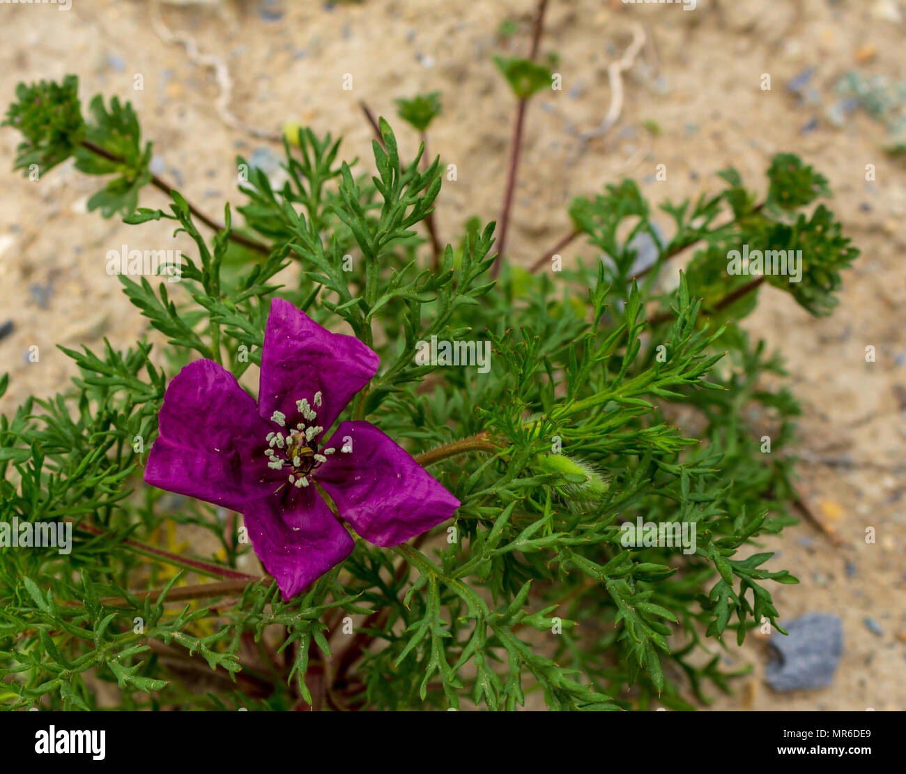 Poppy hybrid hi-res stock photography and images - Alamy