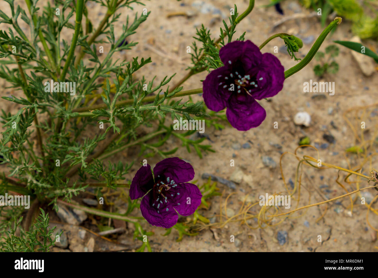Roemeria Hybrida, Violet Horned-Poppy Flower Growing Wild Stock Photo ...