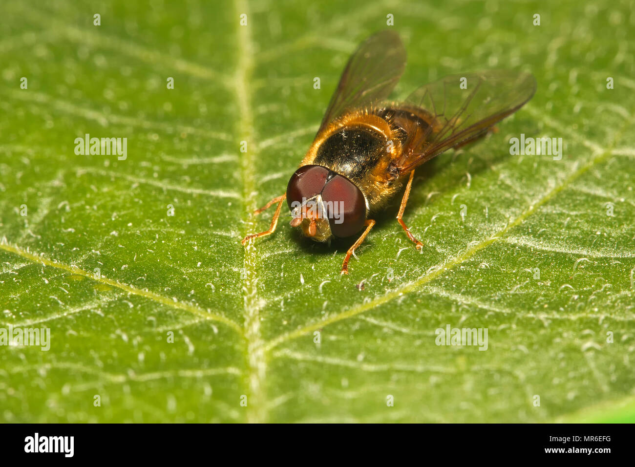 Fly potato hi-res stock photography and images - Alamy