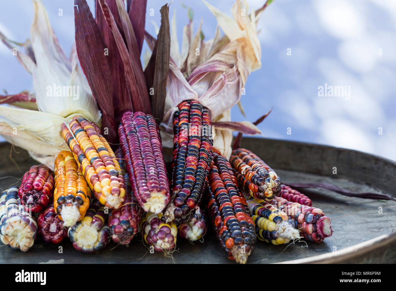 Multi-coloured corn on the cob, freshly picked and ripe Stock Photo - Alamy