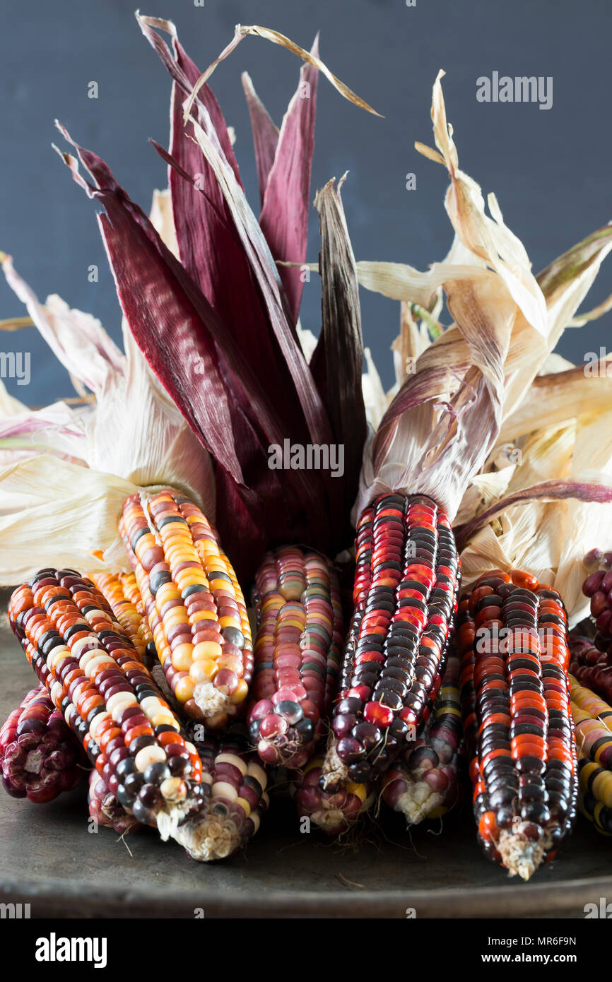 Multi-coloured corn on the cob, freshly picked and ripe Stock Photo - Alamy