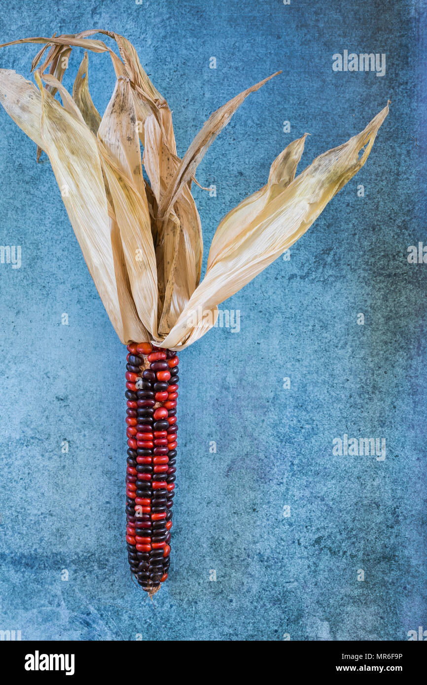 Blue corn cob hi-res stock photography and images - Alamy