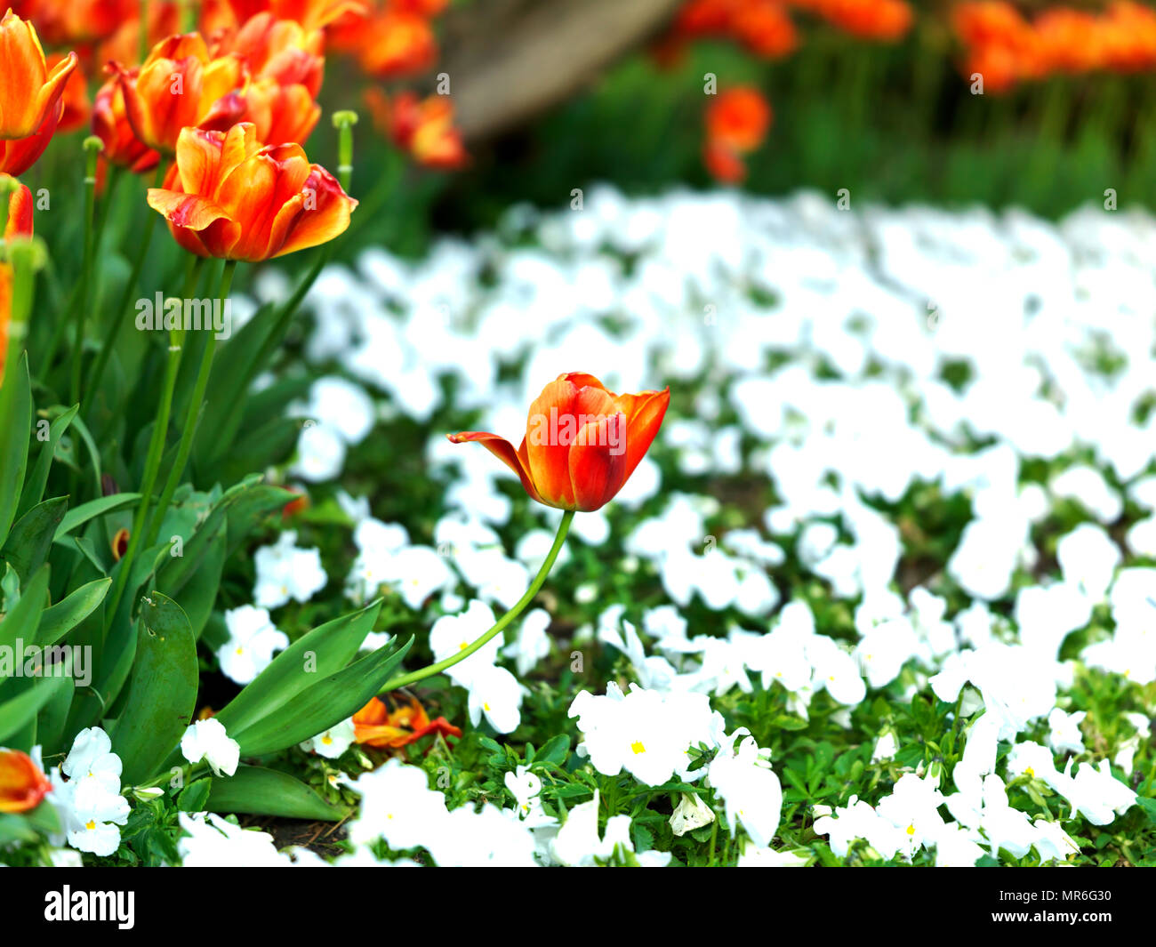 beautiful tulipa in garden Stock Photo - Alamy
