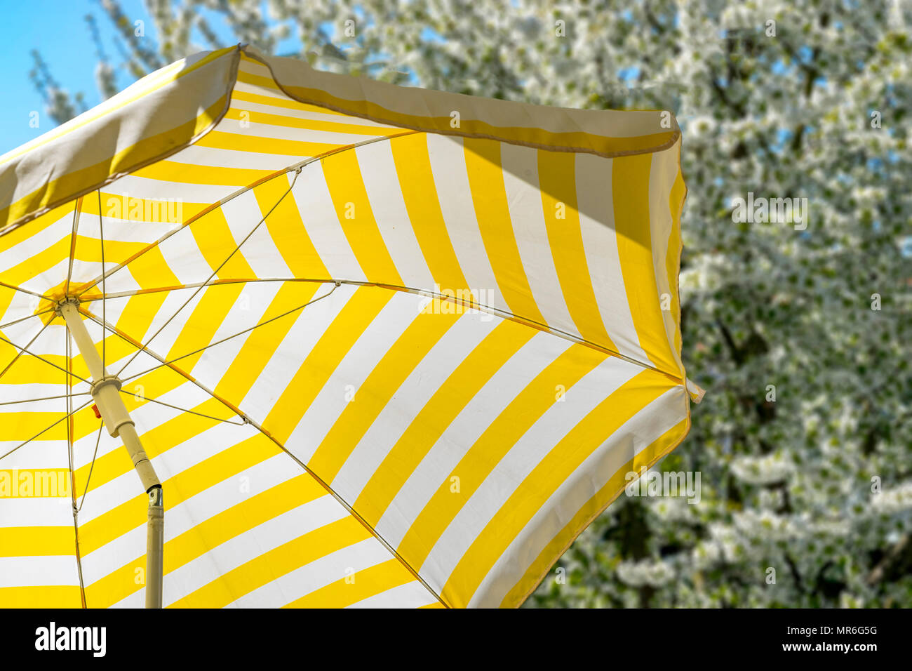 Yellow and white striped parasol in front of a full-flowered cherry ...