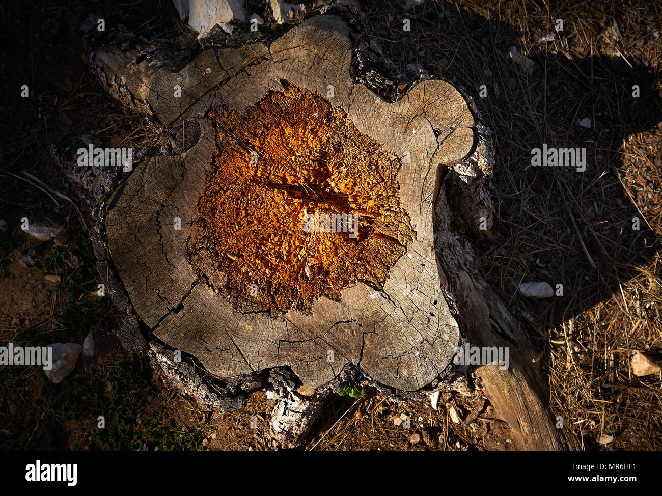 felled tree rotten by woodworm and humidity detail Stock Photo - Alamy