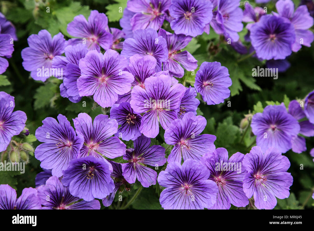 Purple Perennial geraniums, USA Stock Photo - Alamy