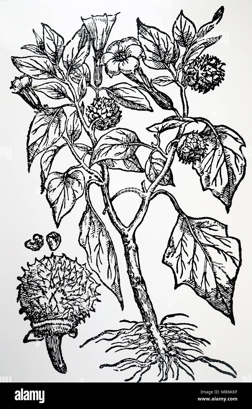 Woodblock engraving depicting Datura Stramonium, (also known as ...