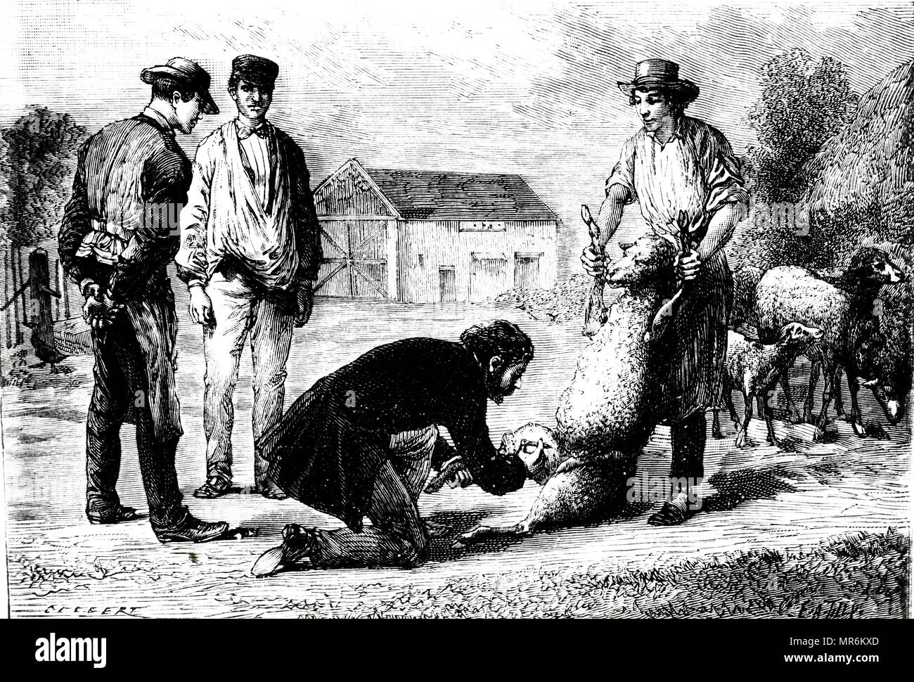 Sheep farm 19th century hi-res stock photography and images - Alamy