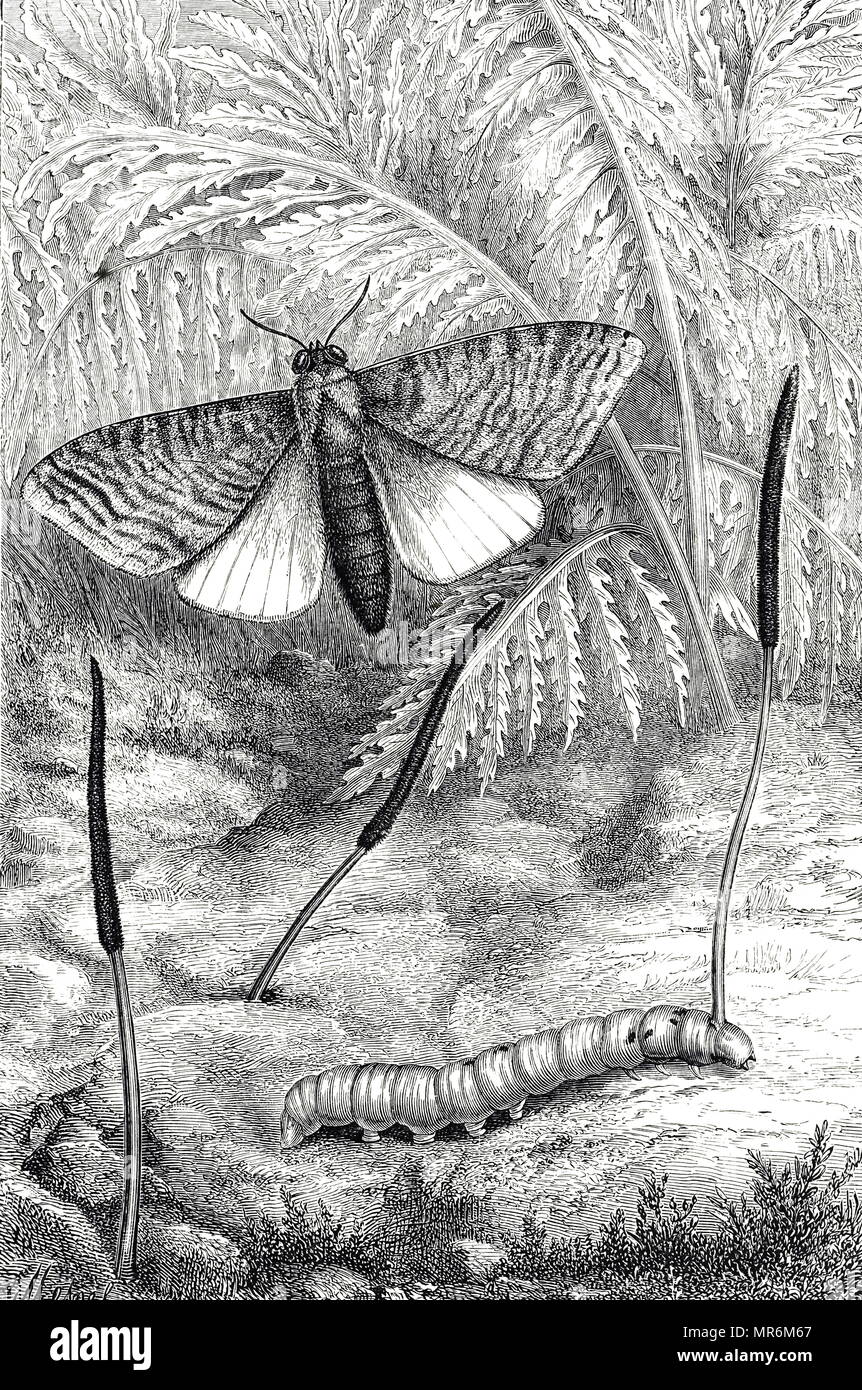 Engraving depicting the New Zealand Swift Moth, showing its caterpillar ...