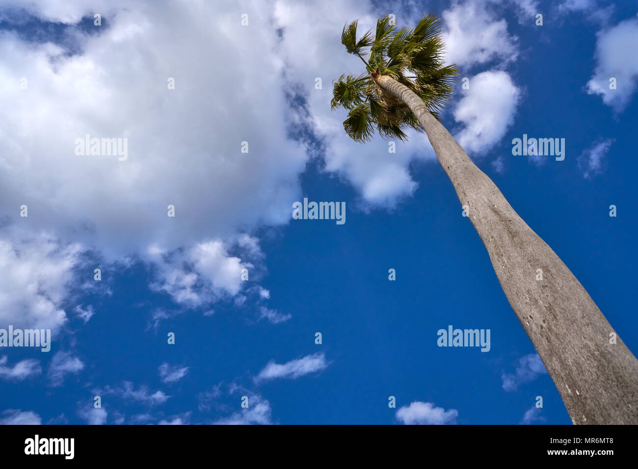 Washingtonia high Palm tree under a blue sky Stock Photo - Alamy