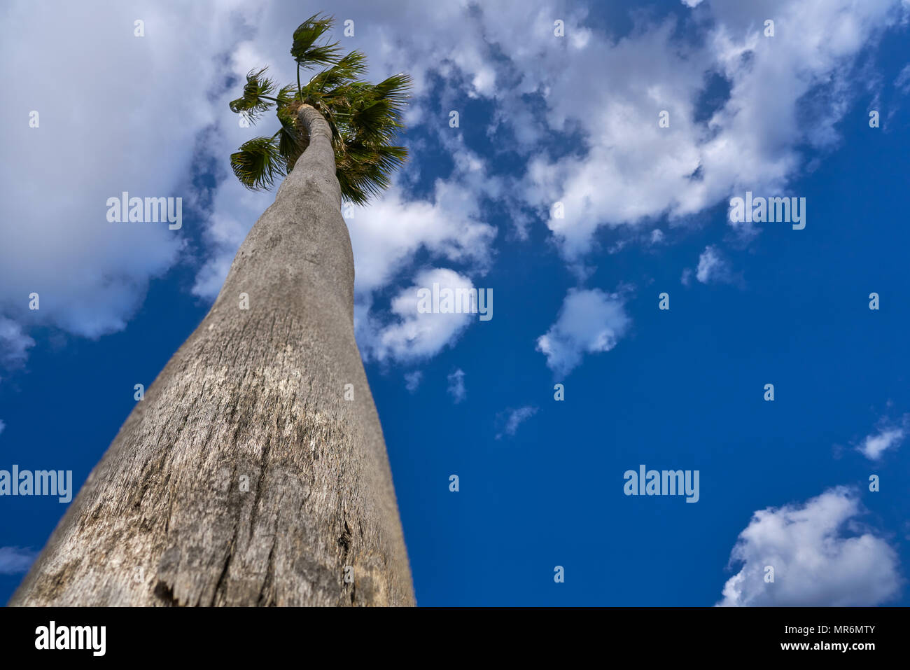 Washingtonia high Palm tree under a blue sky Stock Photo - Alamy