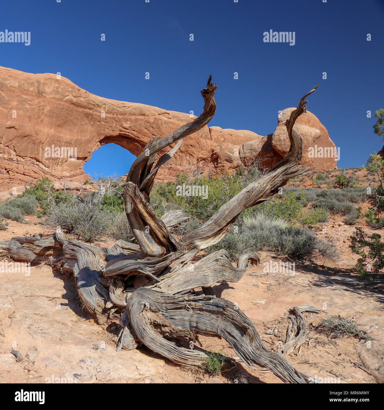 If you use your imagination this dead tree looks like an alien creature ...