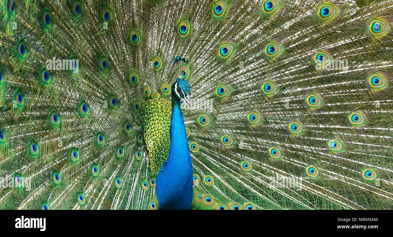 Male peacock spreading its gorgeous tail-feathers Stock Photo - Alamy