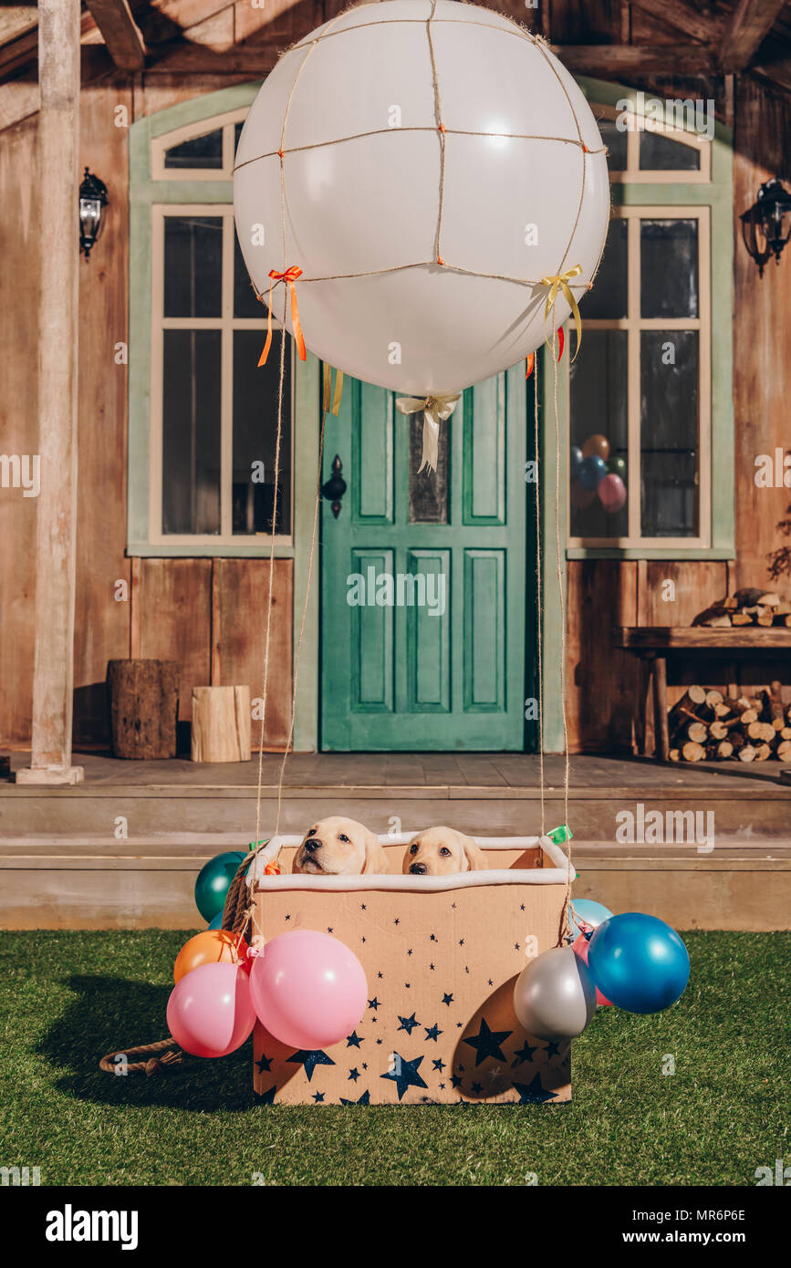 adorable labrador puppies sitting in box of air balloon near house ...