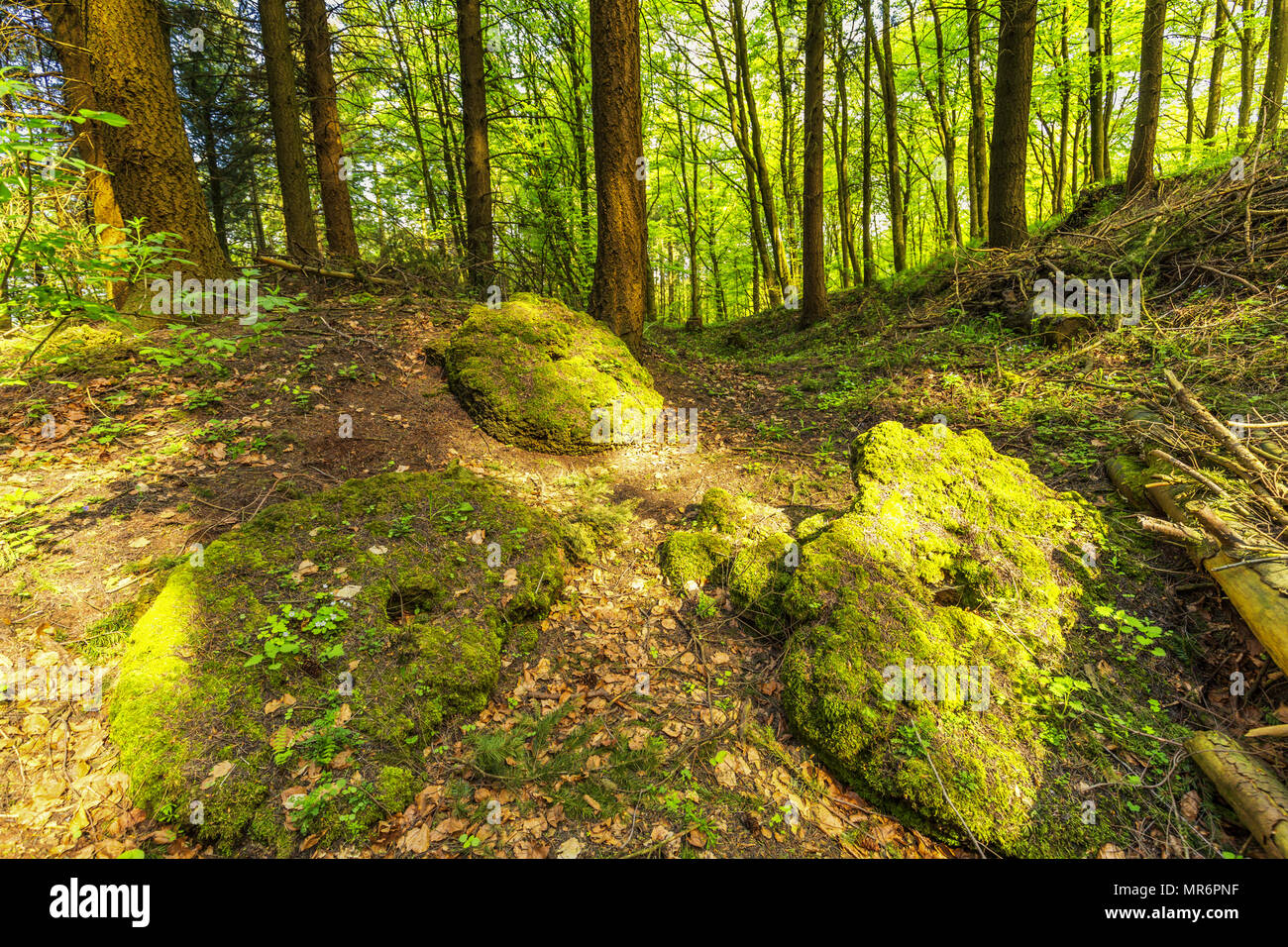 Beautiful spring forest landscape with in area of mill stone and ice ...
