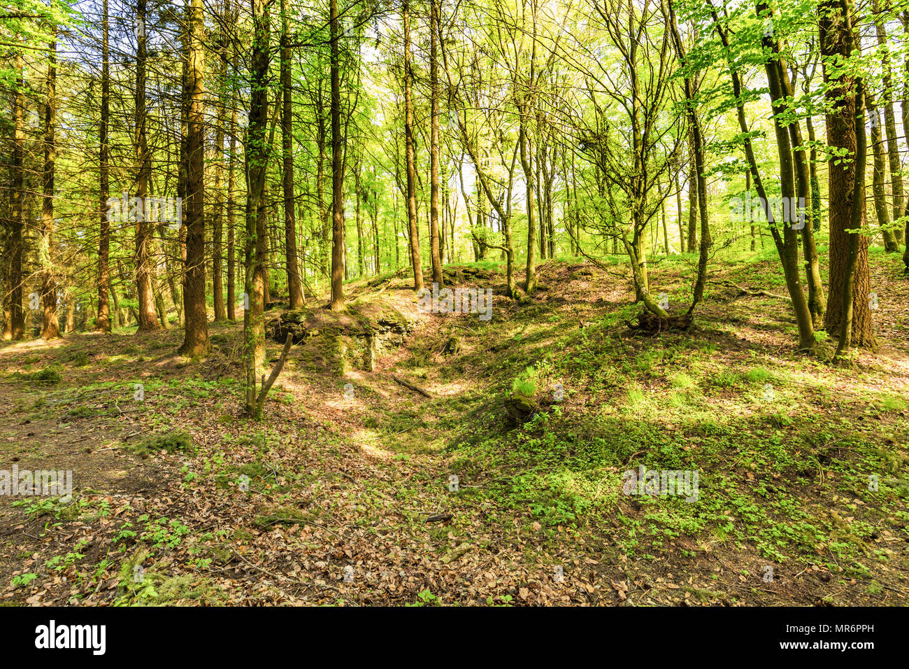 Beautiful spring forest landscape with in area of mill stone and ice ...