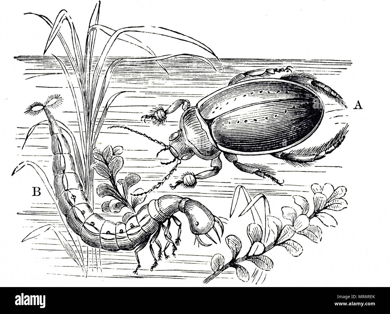 Engraving depicting The Great Diving Beetle, a very large diving beetle ...