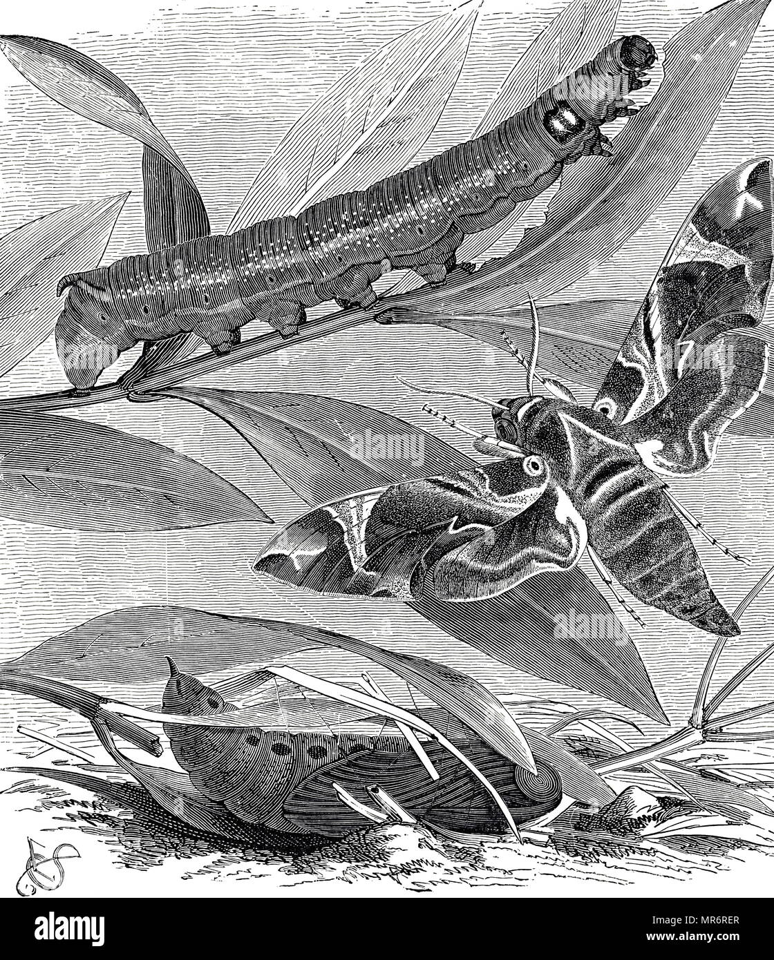 Engraving depicting the life cycle of a daphnis nerii, the oleander ...