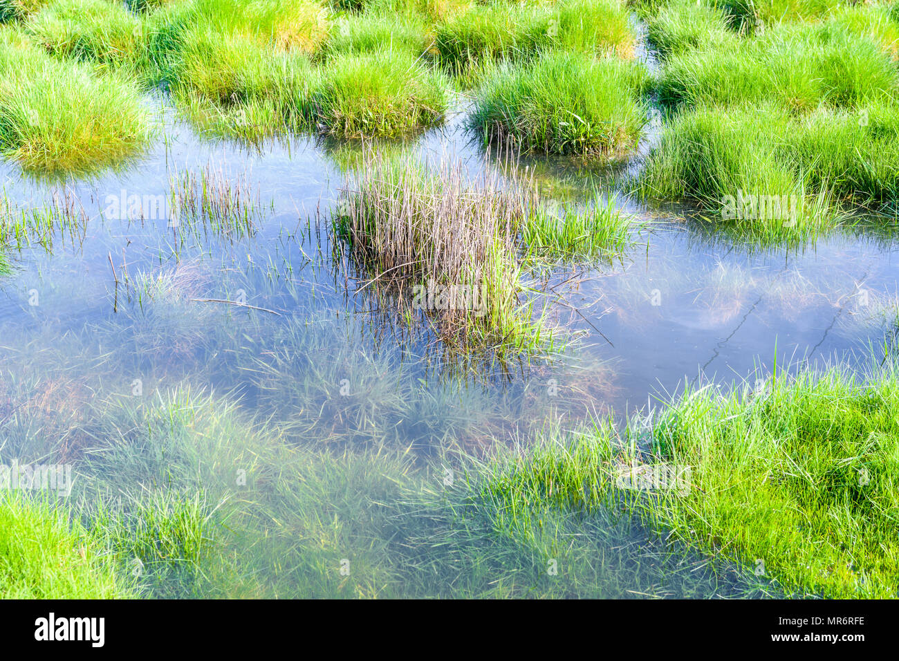 Spongy devon hi-res stock photography and images - Alamy