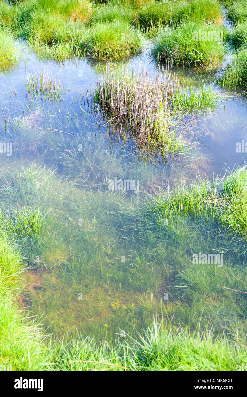 Spongy devon hi-res stock photography and images - Alamy