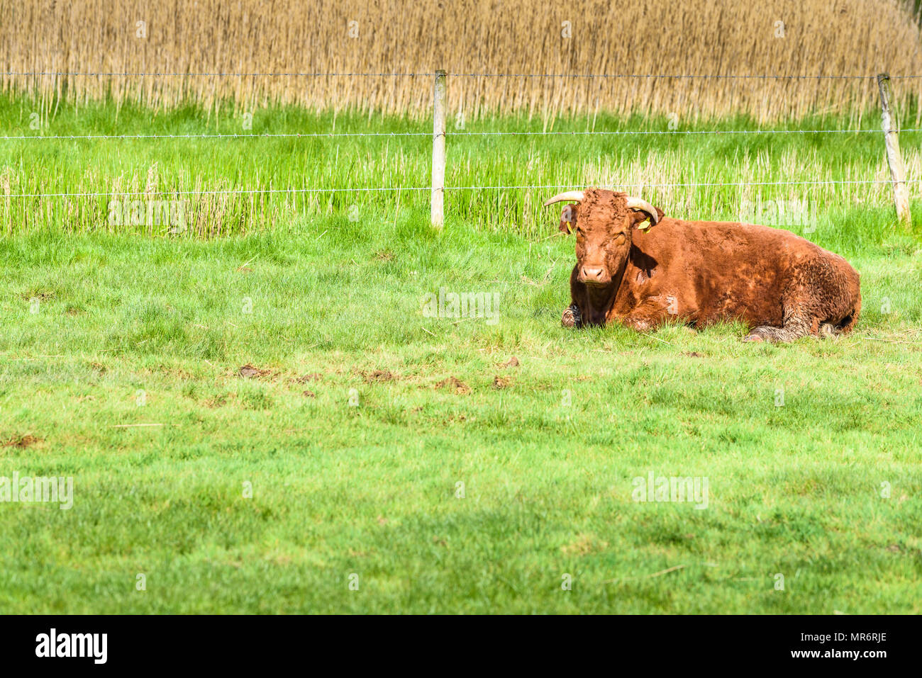 Bull sit hi-res stock photography and images - Alamy