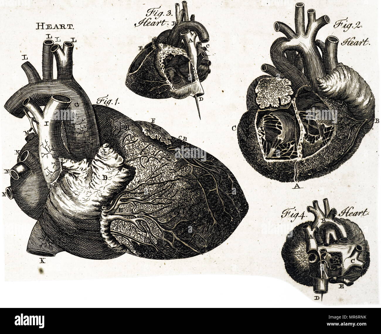 Engraving depicting a human heart. Dated 18th century Stock Photo - Alamy
