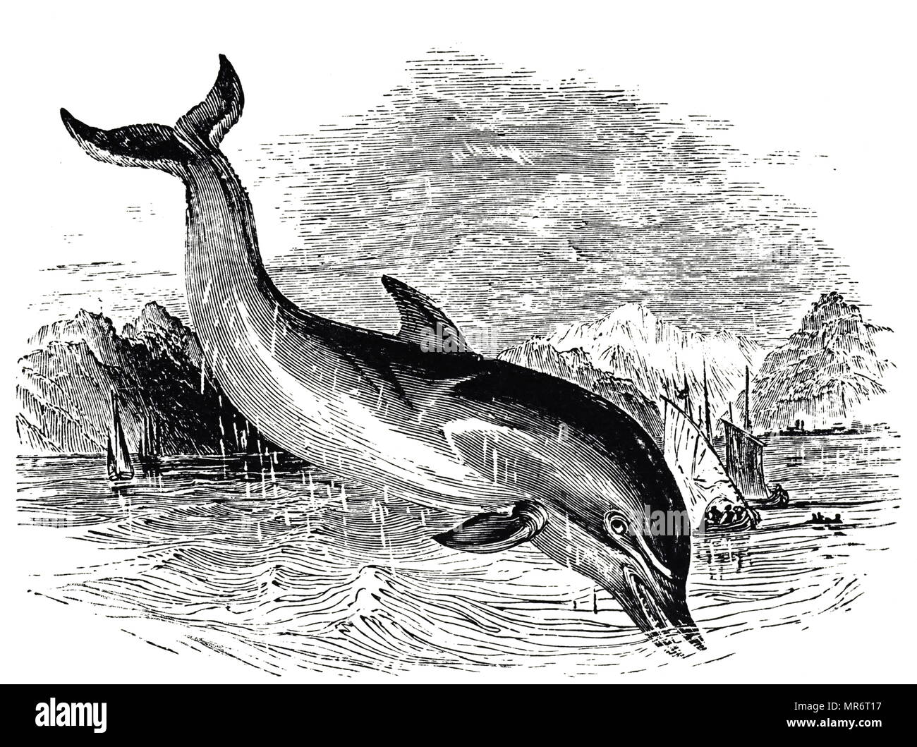 Engraving depicting a common dolphin. The common dolphin is the name ...