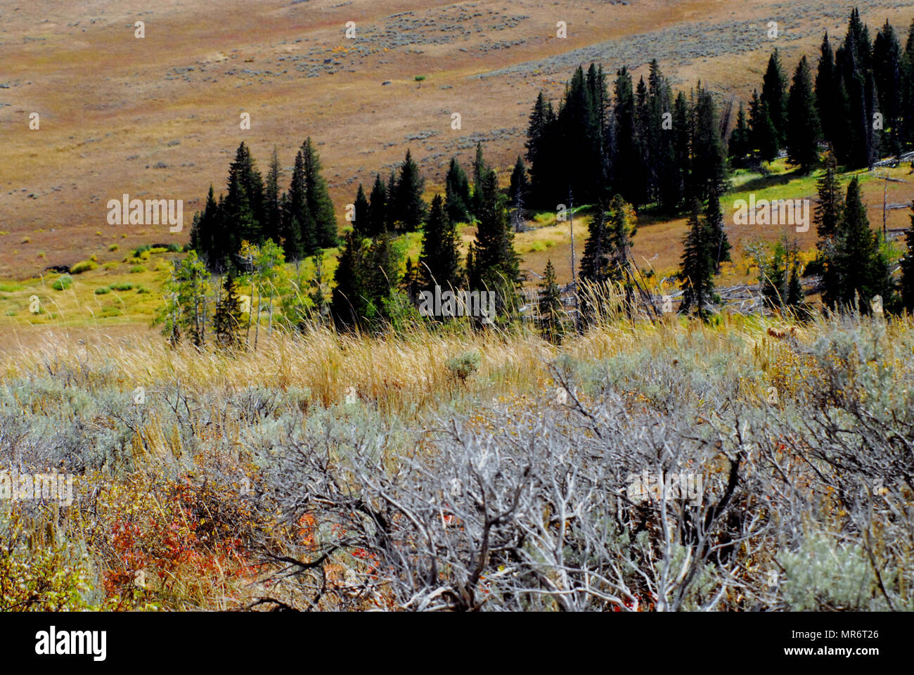The gorgeous fall colors of Yellowstone National Park create an amazing ...