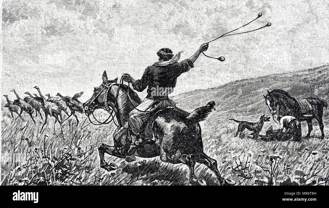 Engraving depicting a hunter using bolas (stones on thongs) to hunt ...