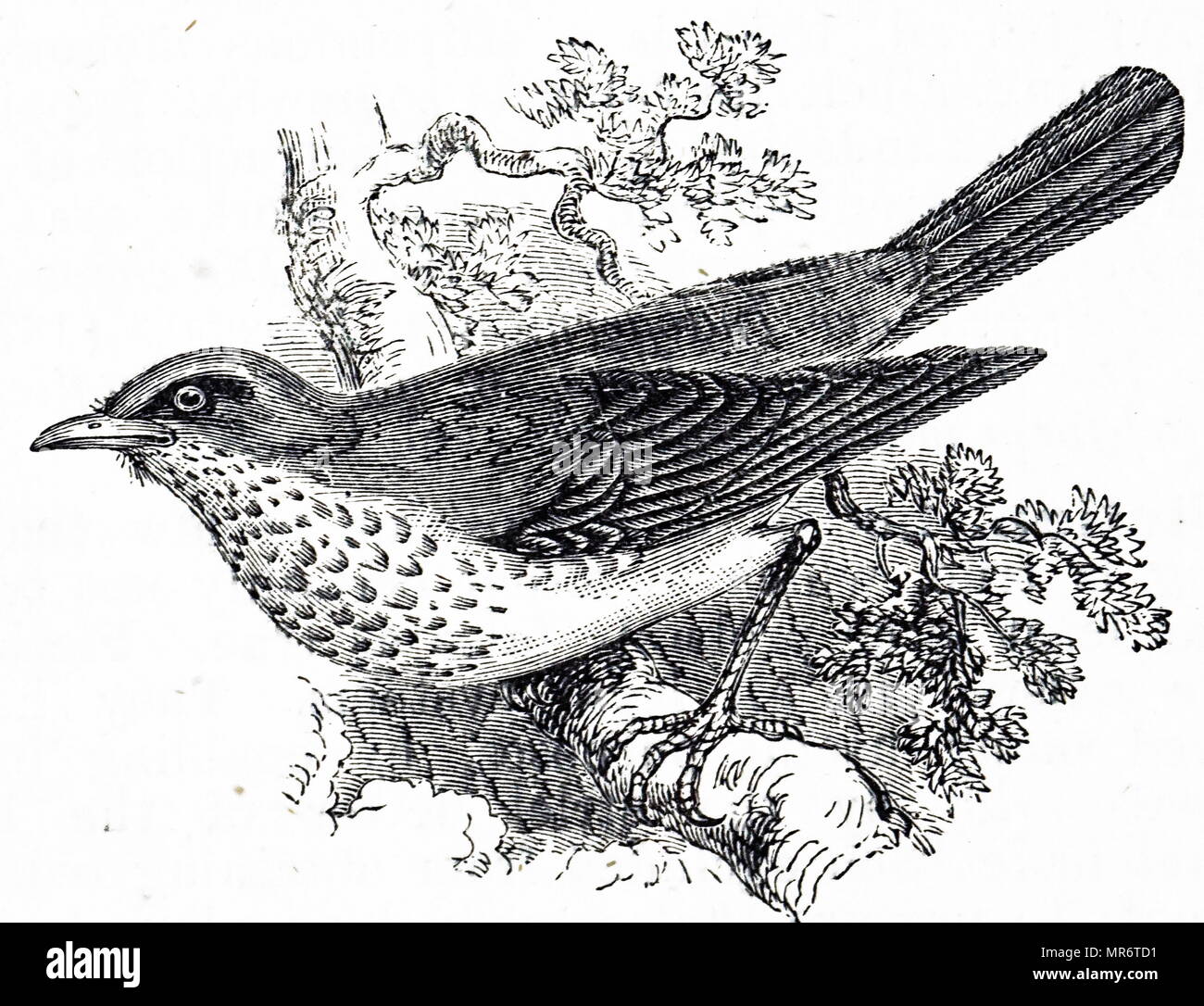 True thrush family hi-res stock photography and images - Alamy