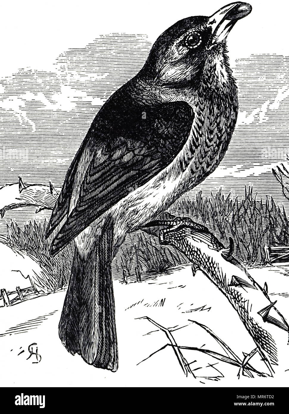 Engraving depicting a Fieldfare, a member of the thrush family Turdidae ...