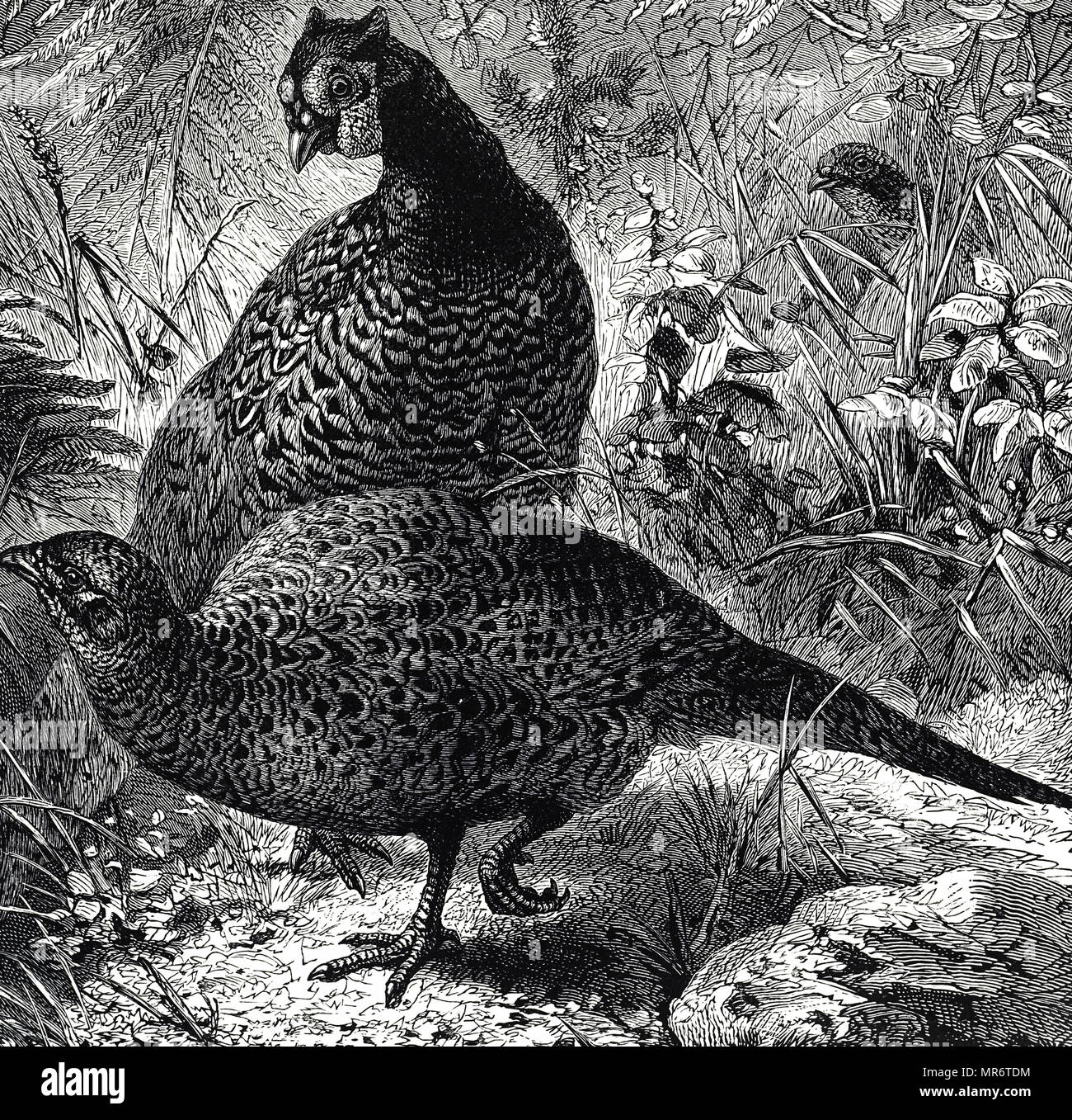 Engraving depicting a Ring-necked Pheasant, a bird in the pheasant ...