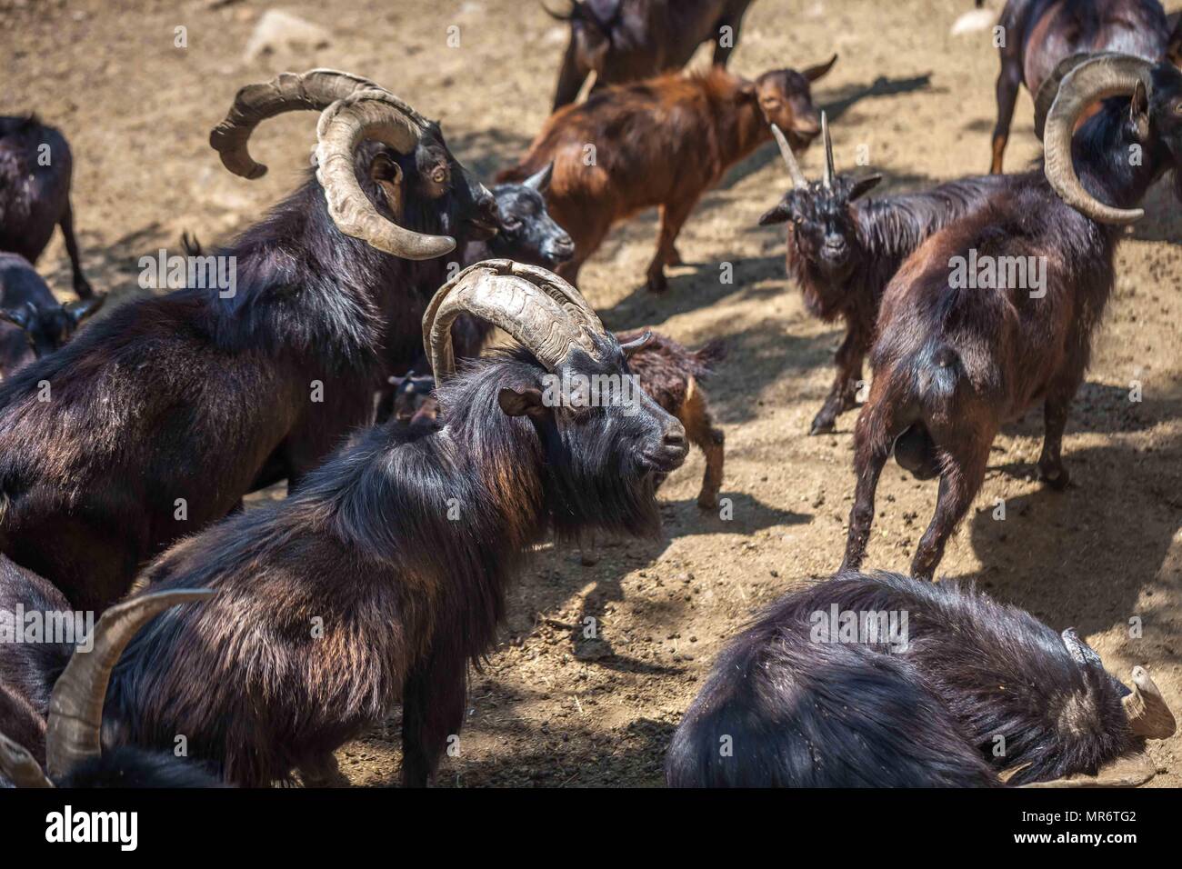 Wild goats in the Tbilisi zoo, fauna Stock Photo - Alamy