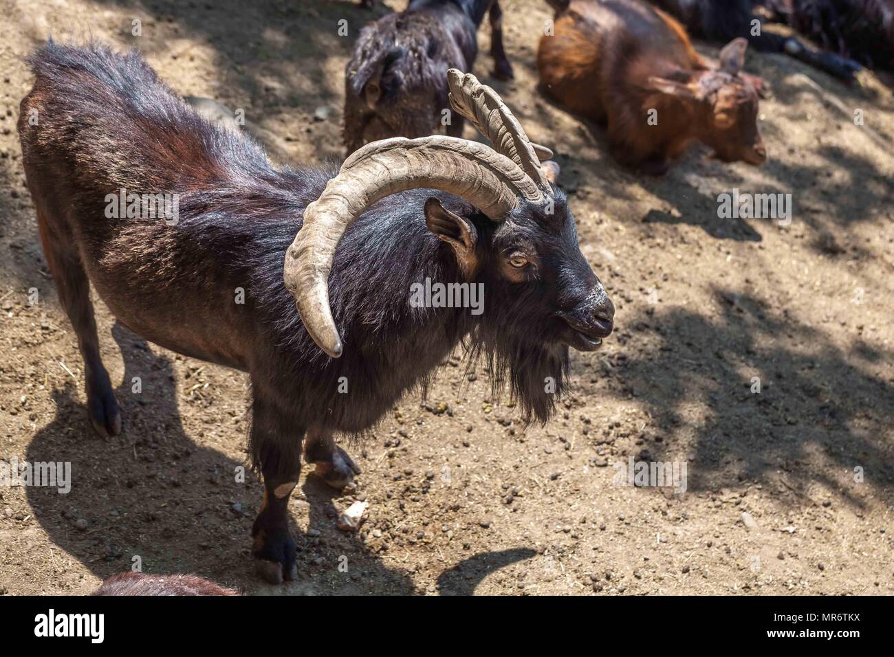 Wild goats in the Tbilisi zoo, fauna Stock Photo - Alamy