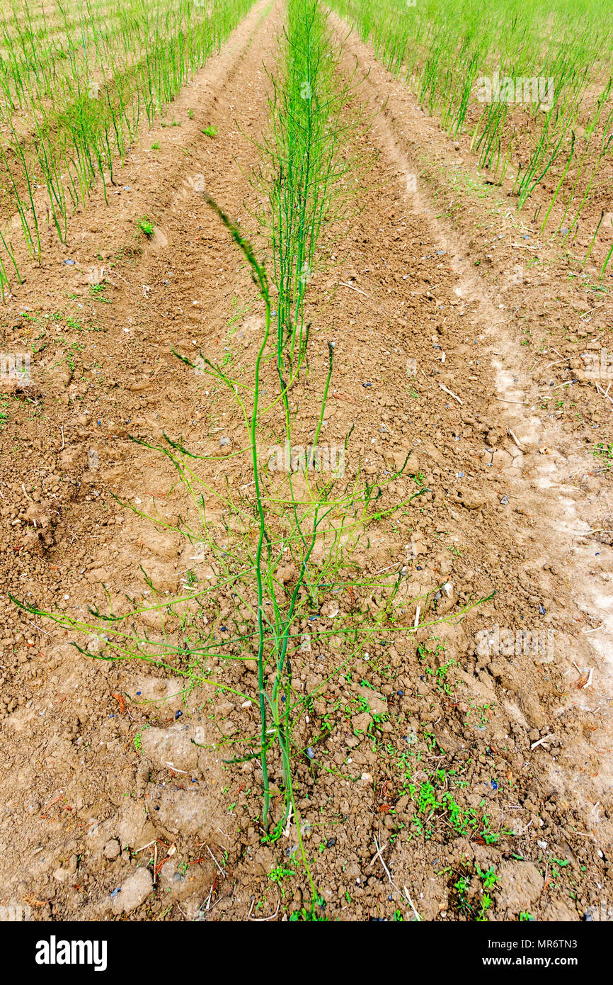 Asparagus Field