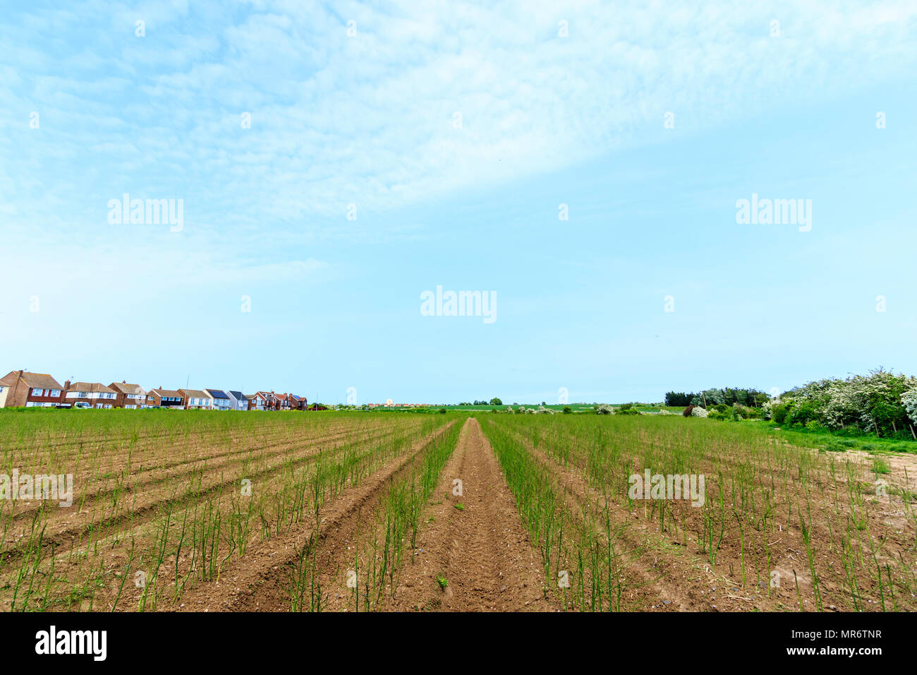 Field growing asparagus plants. View of lines of plants and furrows ...