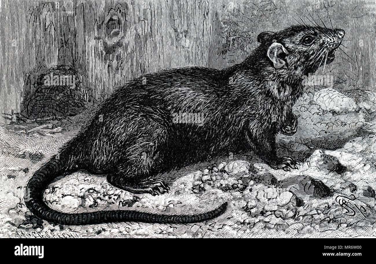Engraving depicting a black rat, also known as the ship rat, roof rat ...