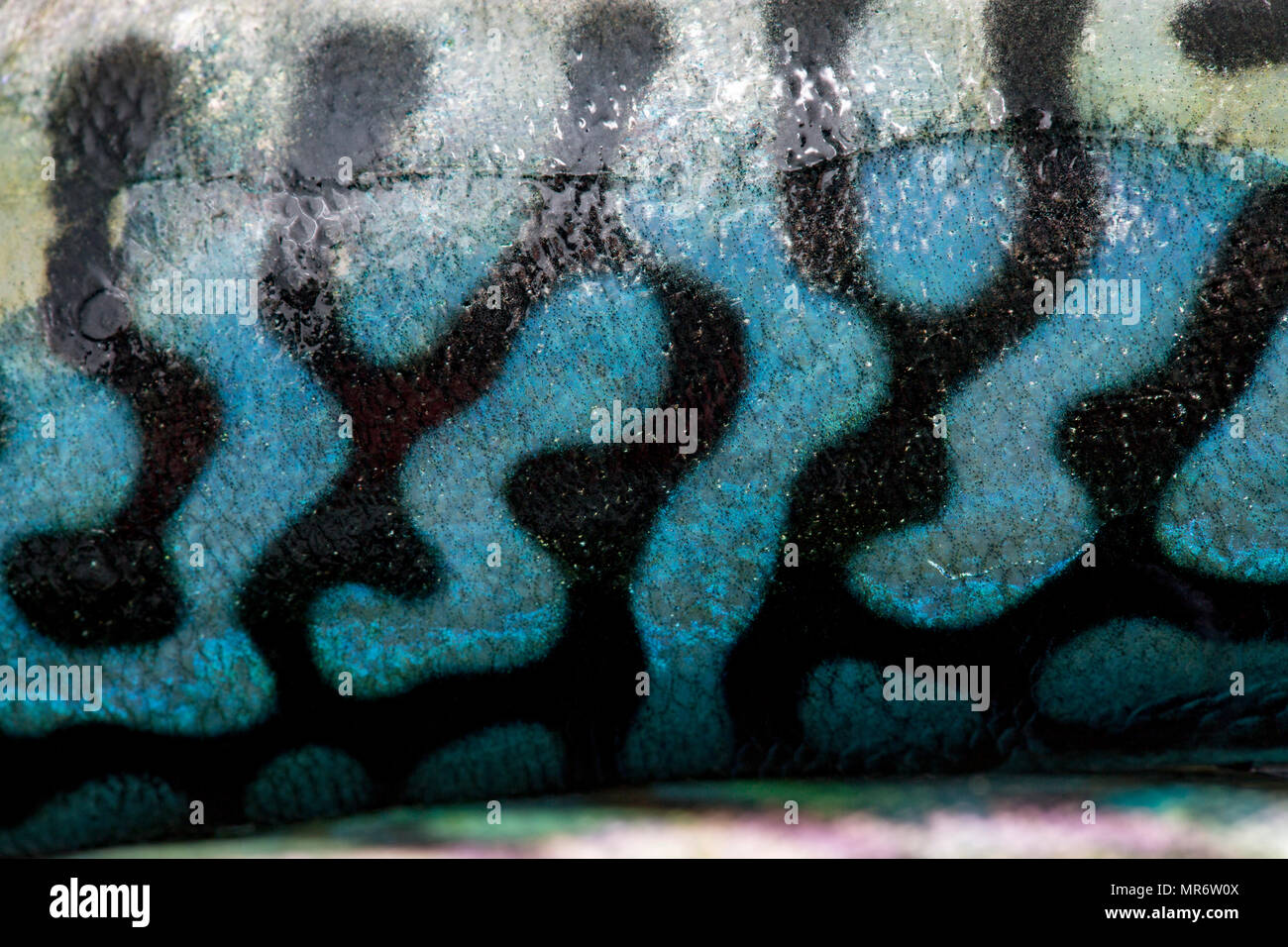 Close up picture of the skin of a mackerel caught shore fishing from ...