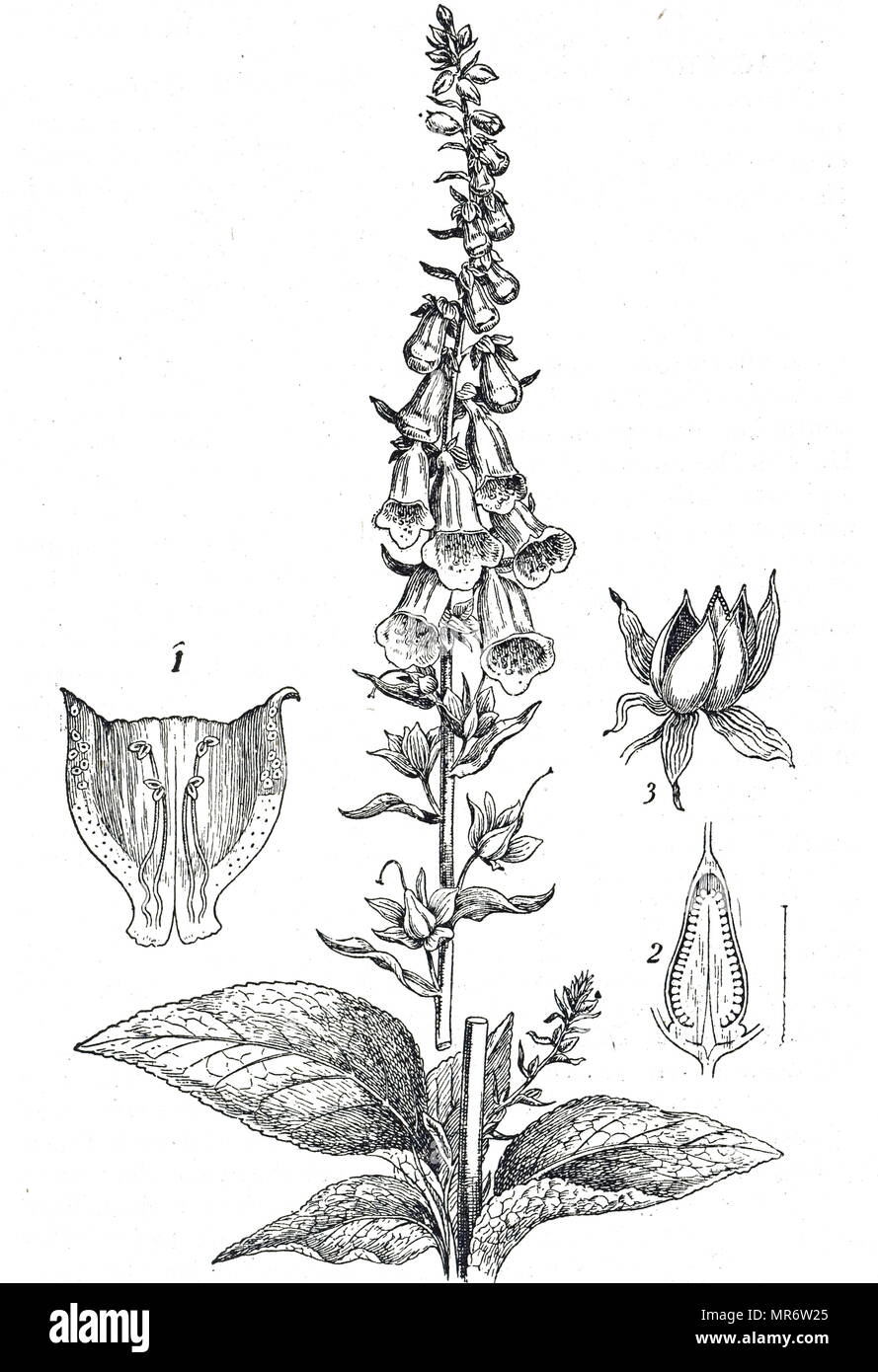 Digitalis is genus of about 20 species of herbaceous perennials hi-res ...