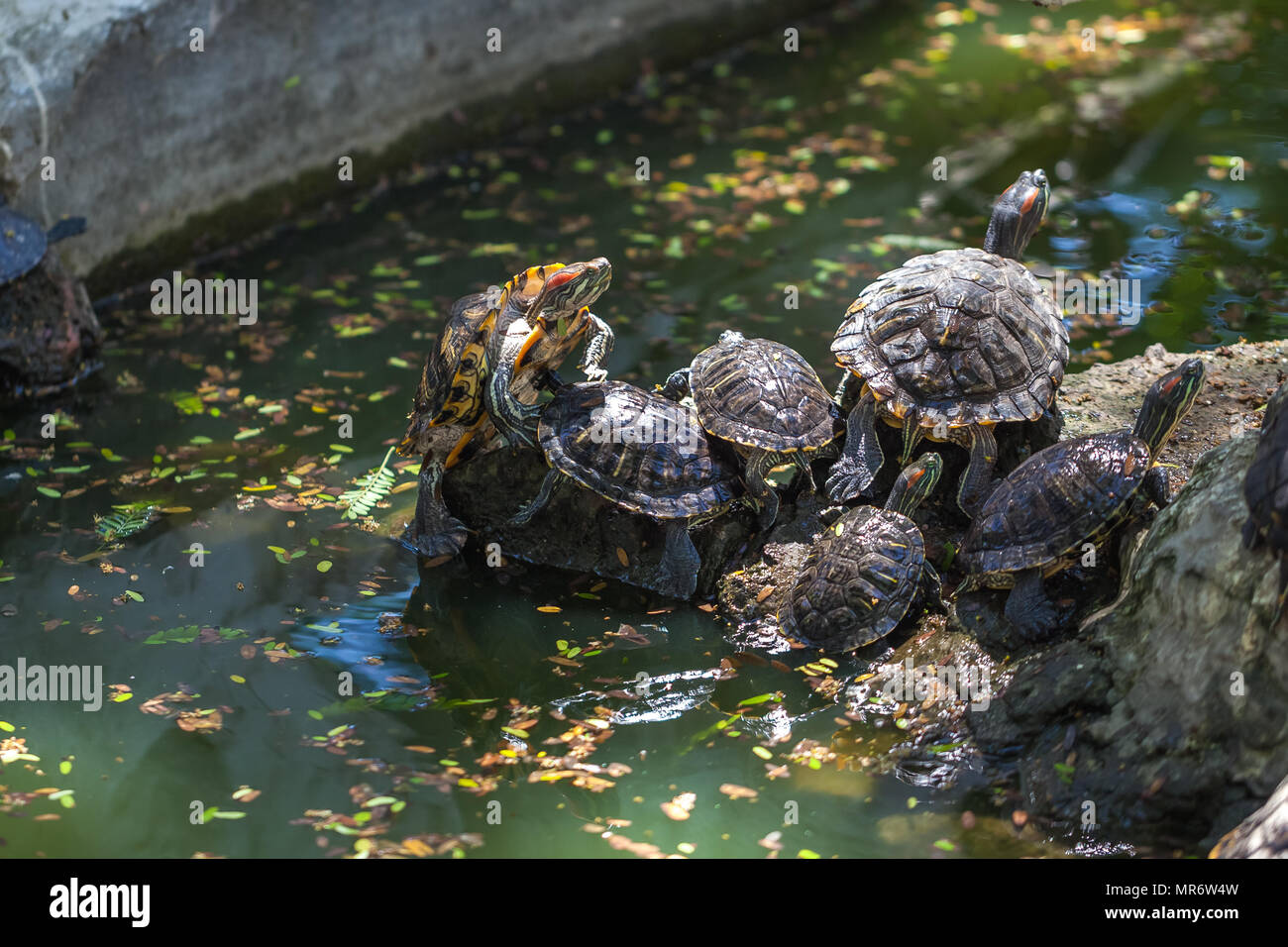 Aquatic turtles resting on rock hi-res stock photography and images - Alamy