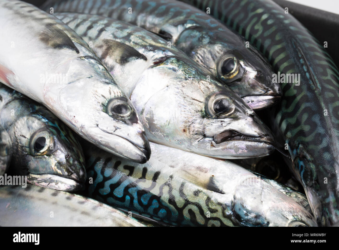 Fresh mackerel caught shore fishing from Chesil beach in Dorset England ...