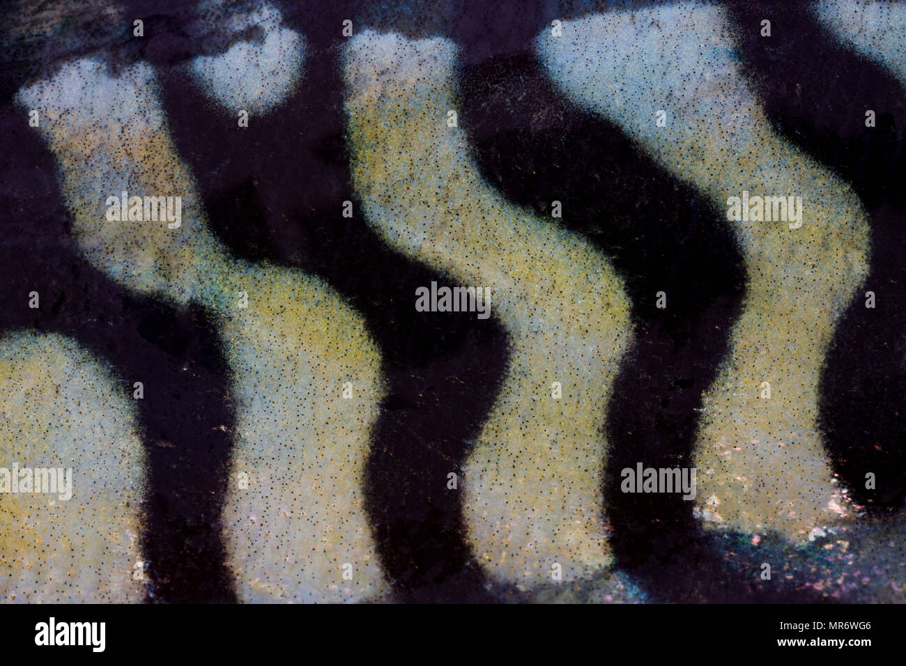 Close up picture of the skin of a mackerel caught shore fishing from ...
