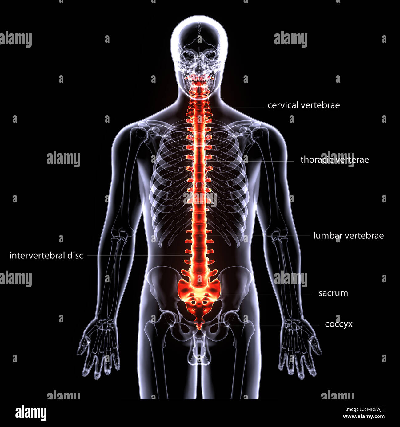 3d render of human skeleton anatomy system Stock Photo - Alamy